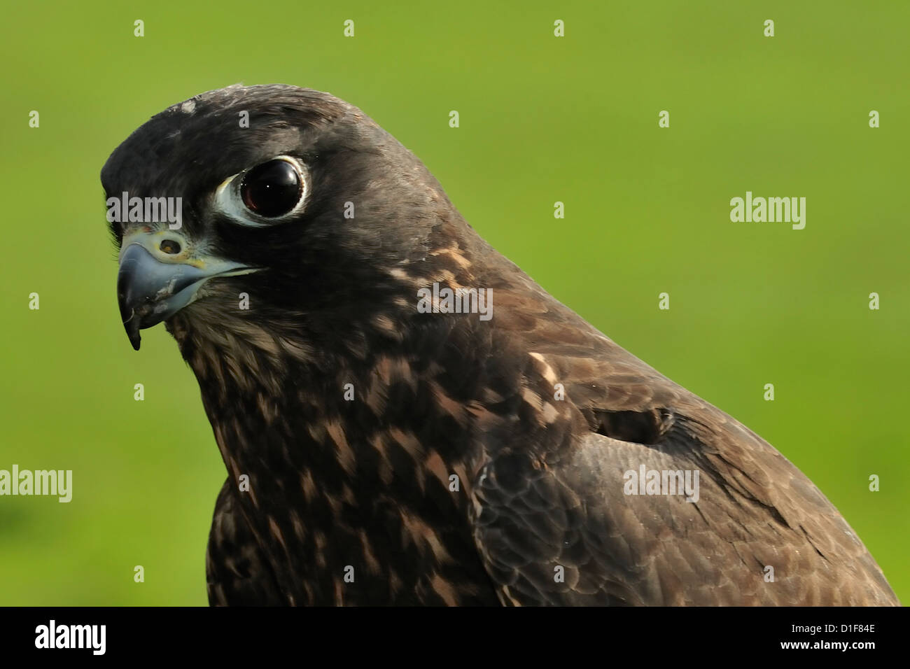Black gyrfalcon Falco rusticolus, Italy Falconidae Stock Photo - Alamy
