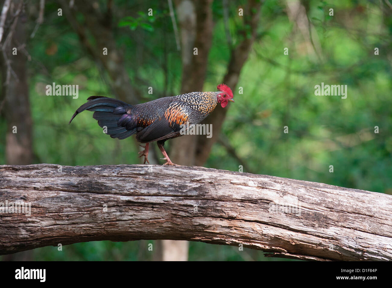 Jungle hen hi-res stock photography and images - Alamy