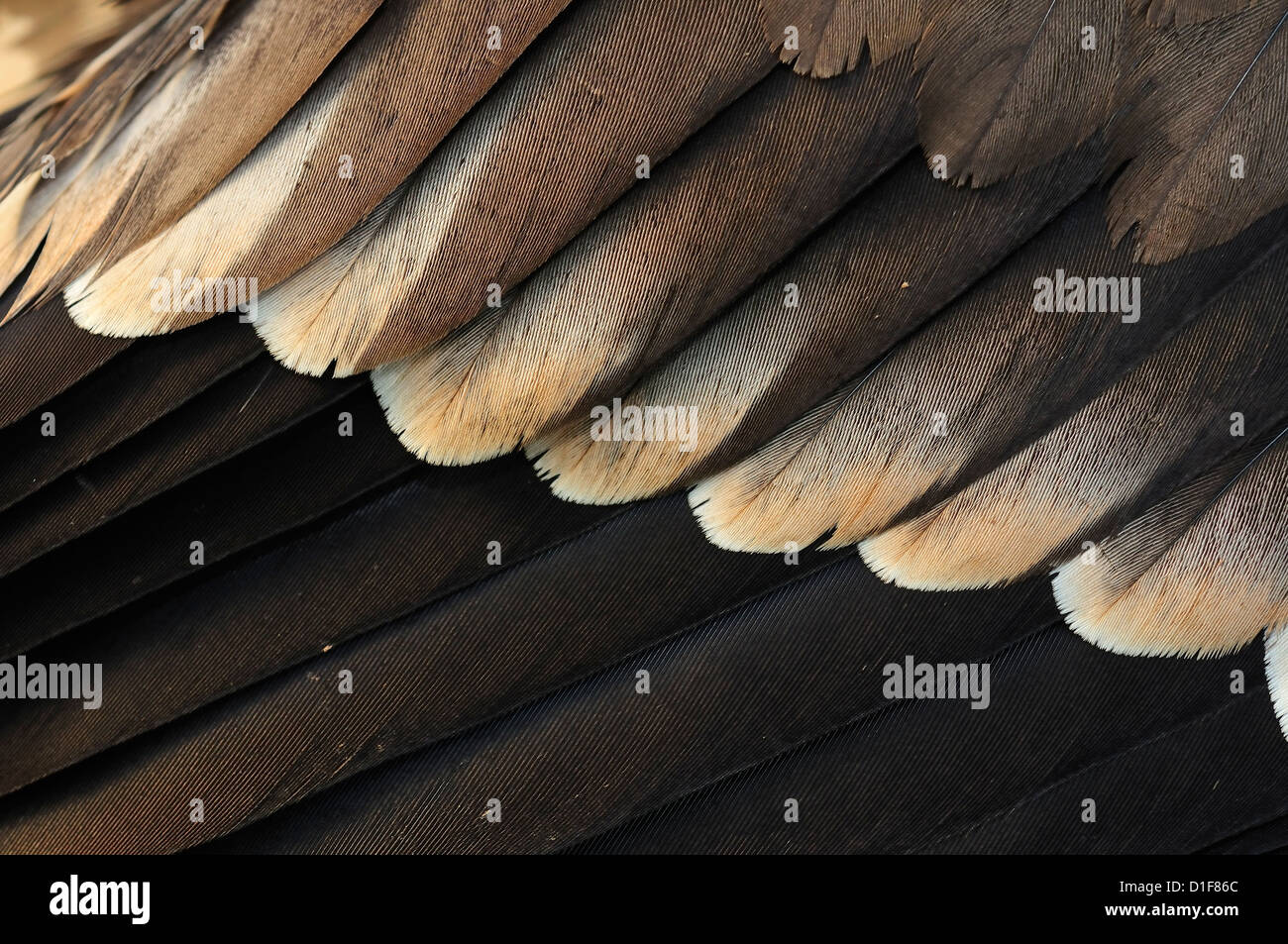 Accipitridae bird hi-res stock photography and images - Alamy