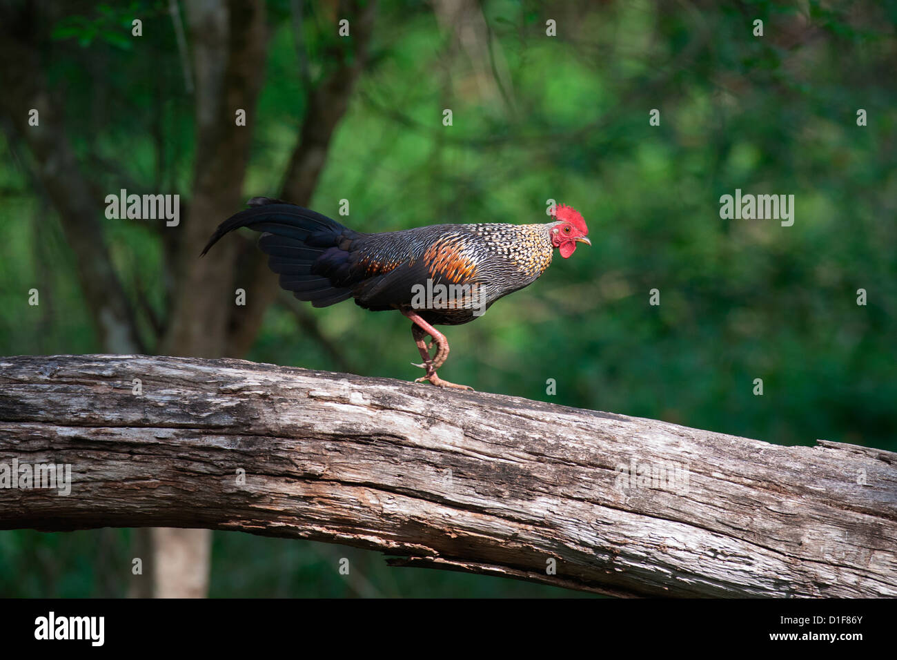Jungle hen hi-res stock photography and images - Alamy
