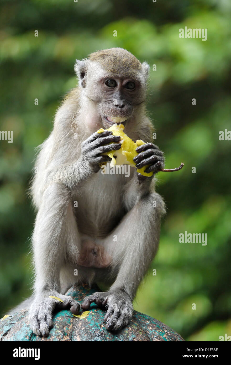 A Portrait of a Monkey and a Pear Stock Photo - Alamy