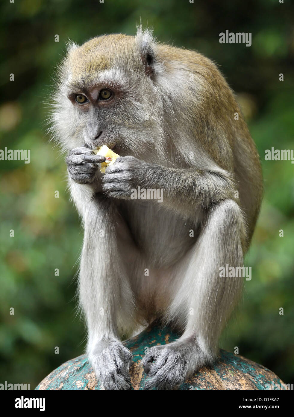 A Portrait of a Monkey eating an Indian Snack Stock Photo - Alamy