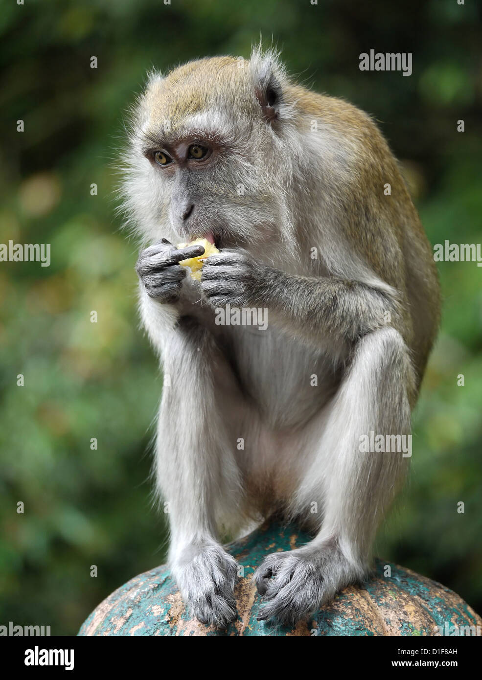 A Portrait of a Monkey eating an Indian Snack Stock Photo - Alamy