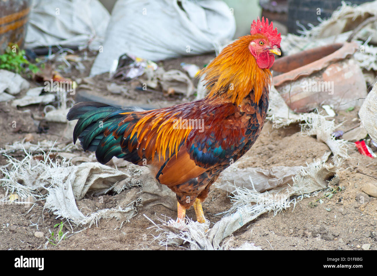 chicken in the land Stock Photo - Alamy