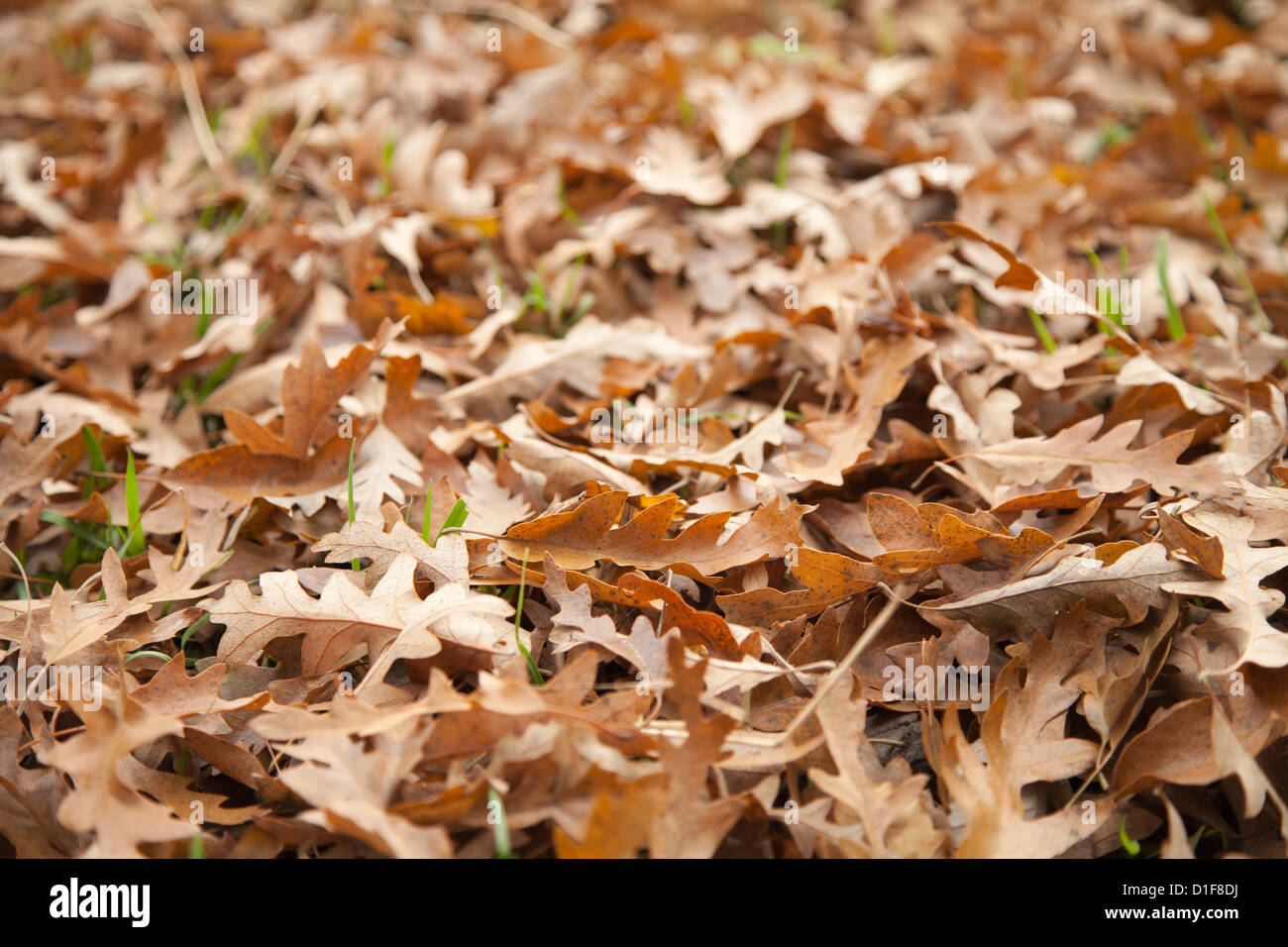 Brown oak leaves in winter fallen oak leaves hi-res stock photography and images - Alamy