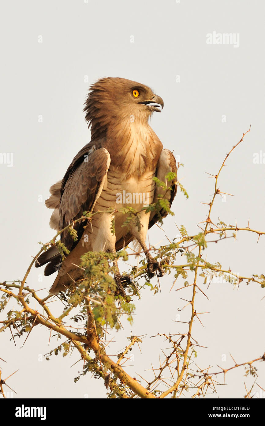 Circaetus cinerascens hi-res stock photography and images - Alamy