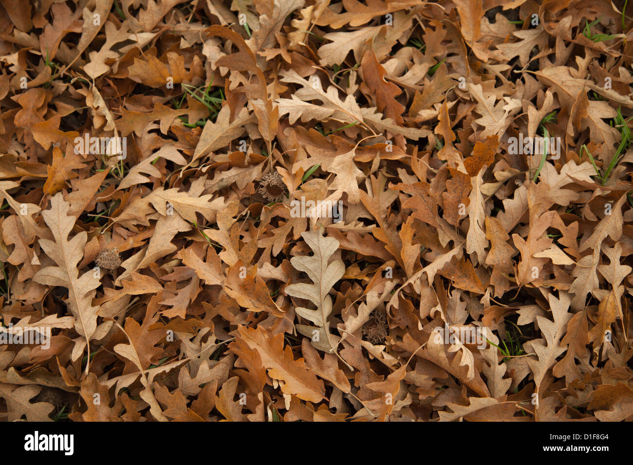 Fallen oak leaves in autumn Stock Photo - Alamy