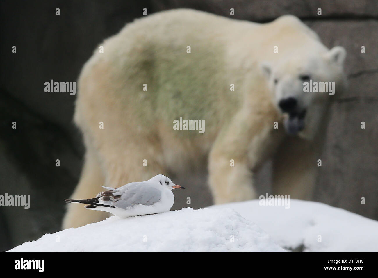 A sea gull sits in front of a polar bear at the Hagenbeck zoo in ...