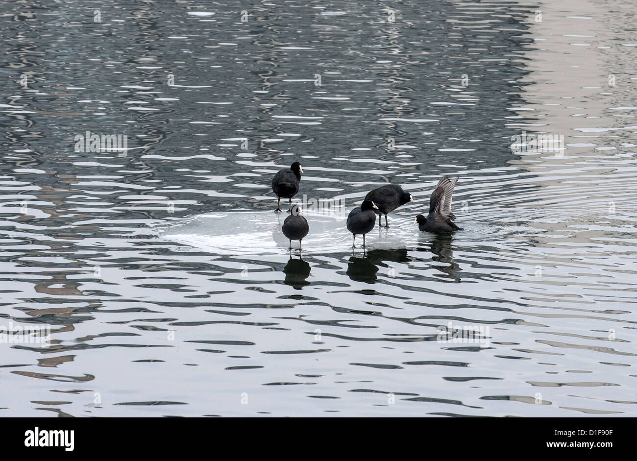 Water birds sit on a piece of ice in the Spree in Berlin-Koepenick ...