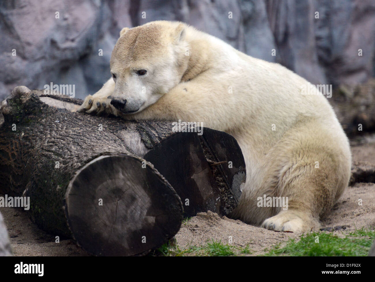 Small polar bear Antonia is seen in her enclosure at the zoo 'Zoom ...
