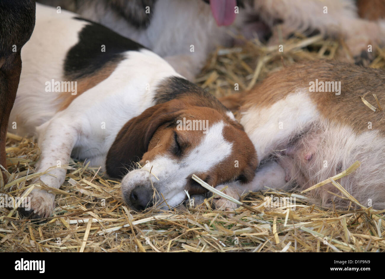 Foxhound High Resolution Stock Photography and Images - Alamy