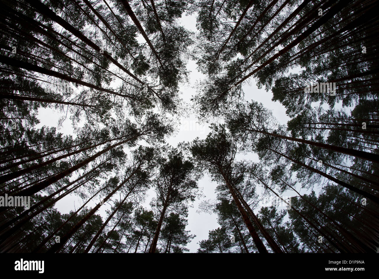Forest treetops hi-res stock photography and images - Alamy