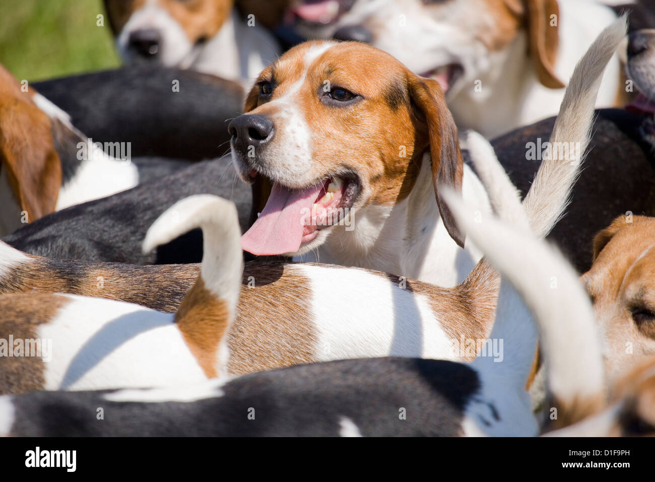 Foxhound pack hi-res stock photography and images - Alamy