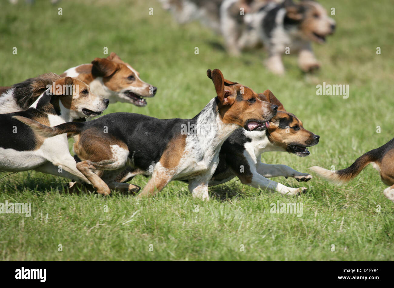 Uk foxhounds hi-res stock photography and images - Alamy