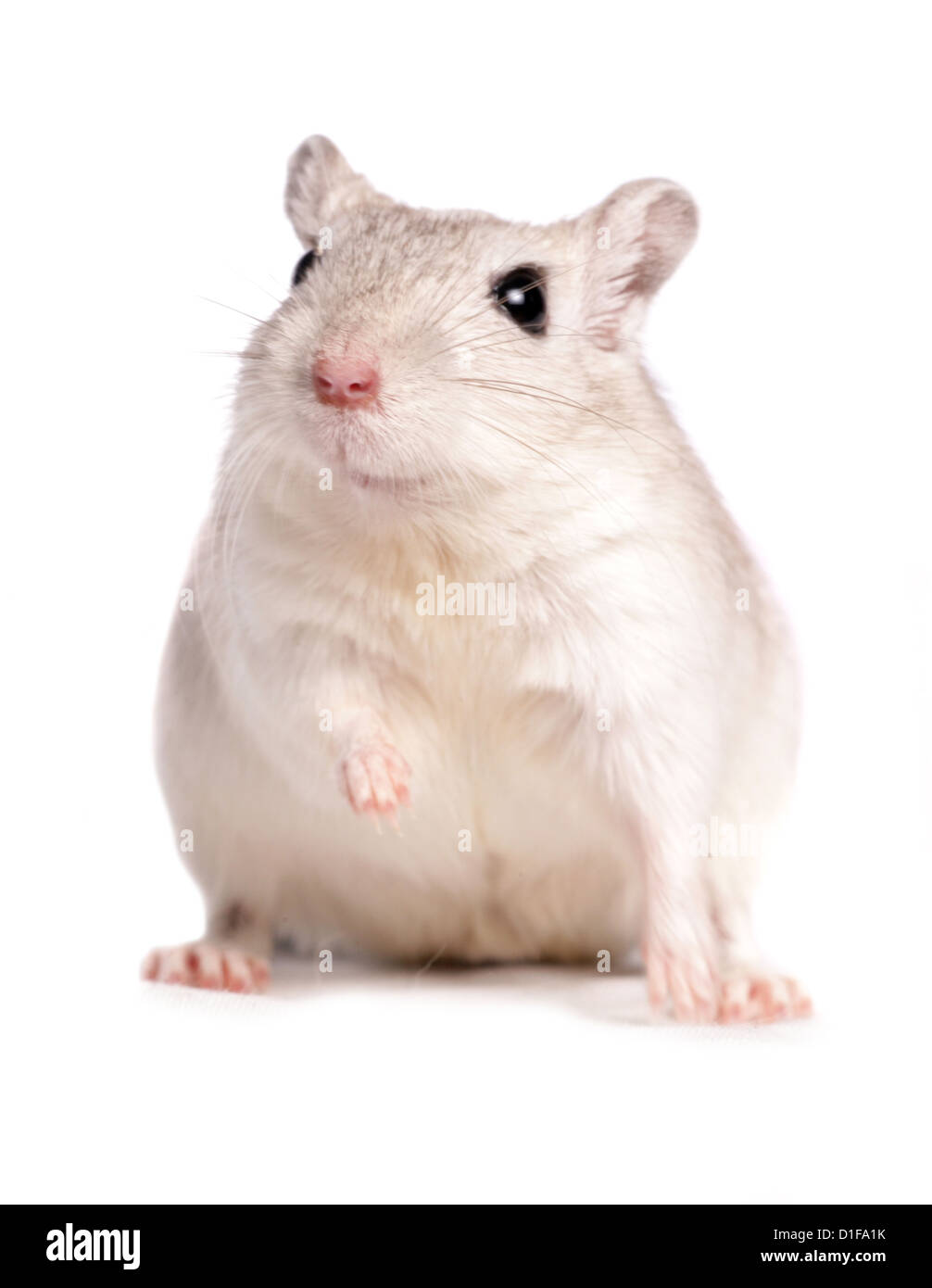 White gerbil hi-res stock photography and images - Alamy