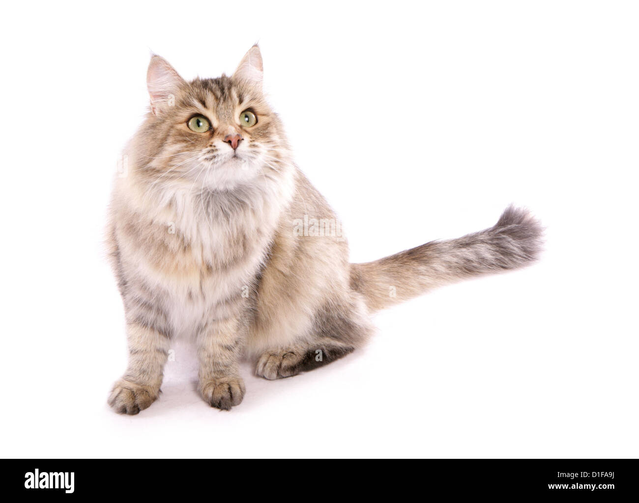 Brown tortoiseshell Siberian Cat Single adult sitting in a studio UK ...