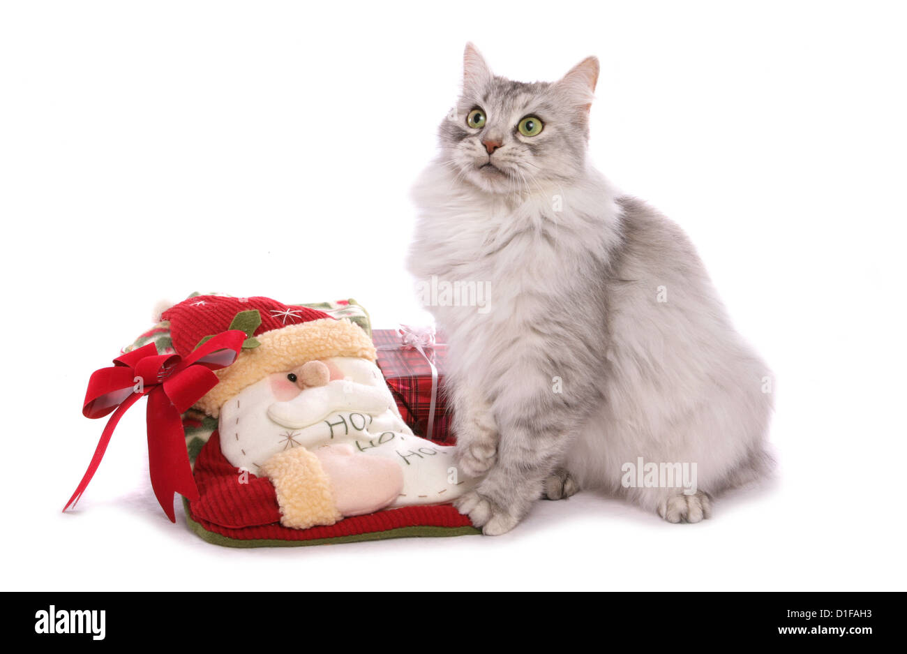 Silver tortoiseshell Siberian Cat Single adult sitting in a studio UK ...