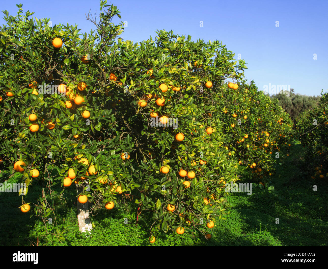 Greece oranges hi-res stock photography and images - Alamy