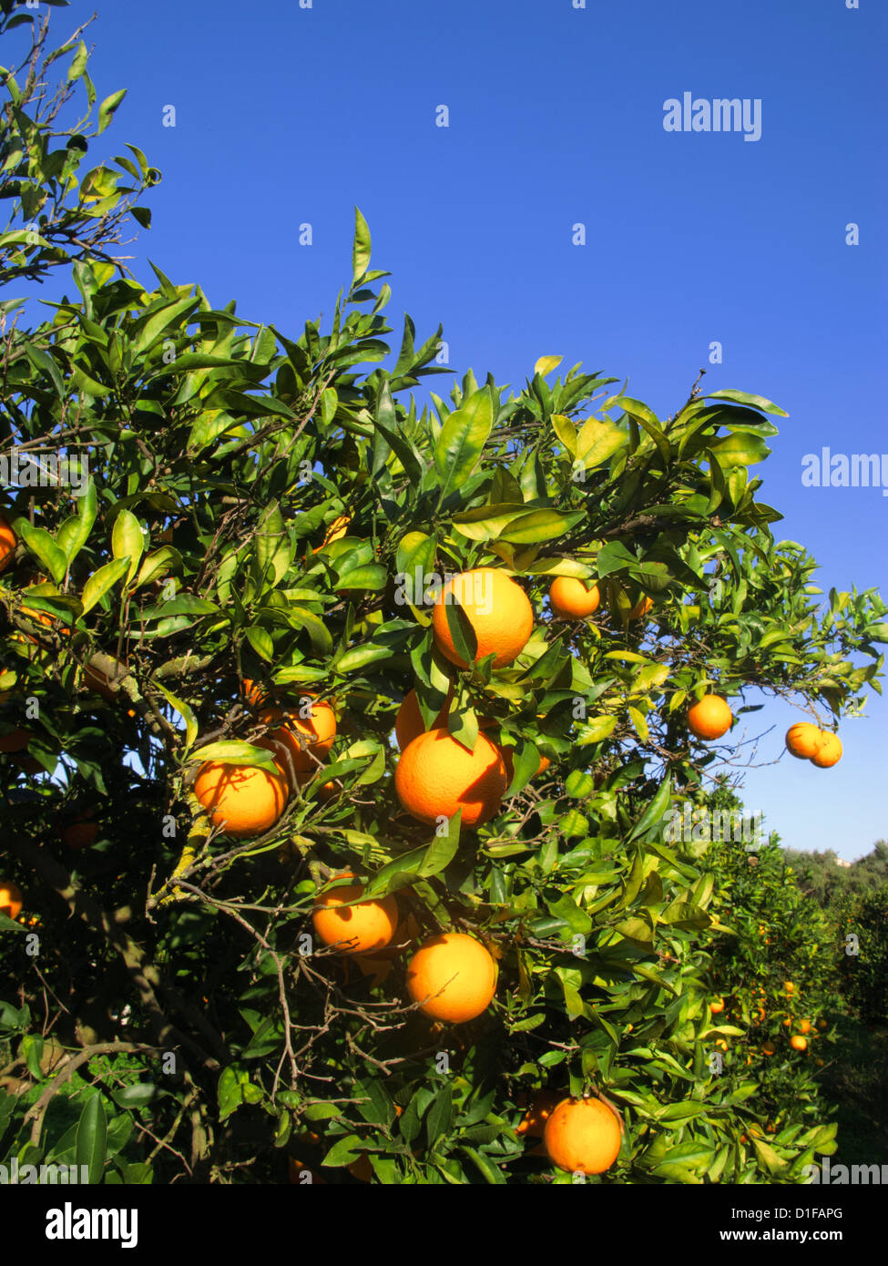 Orange Trees, Crete, Greece Stock Photo - Alamy