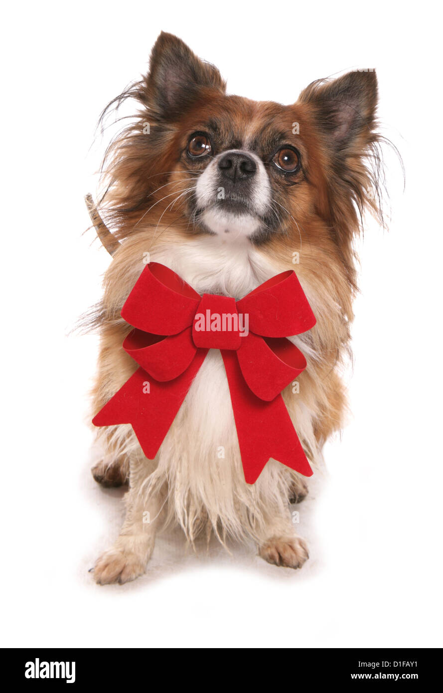 Mongral hi-res stock photography and images - Alamy