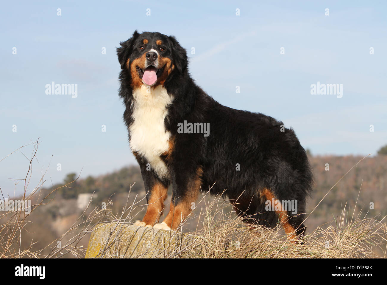 Dog Bernese Mountain Dog Berner Sennenhund Swiss Alps standard stand ...