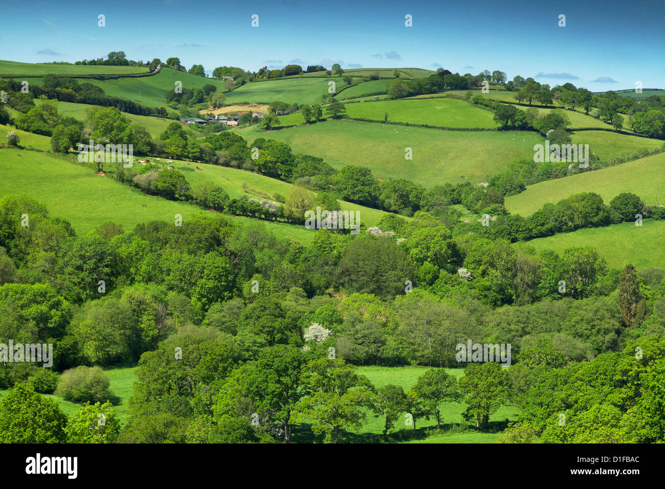 Fields near Cadleigh, Mid Devon, Devon, England, United Kingdom, Europe ...