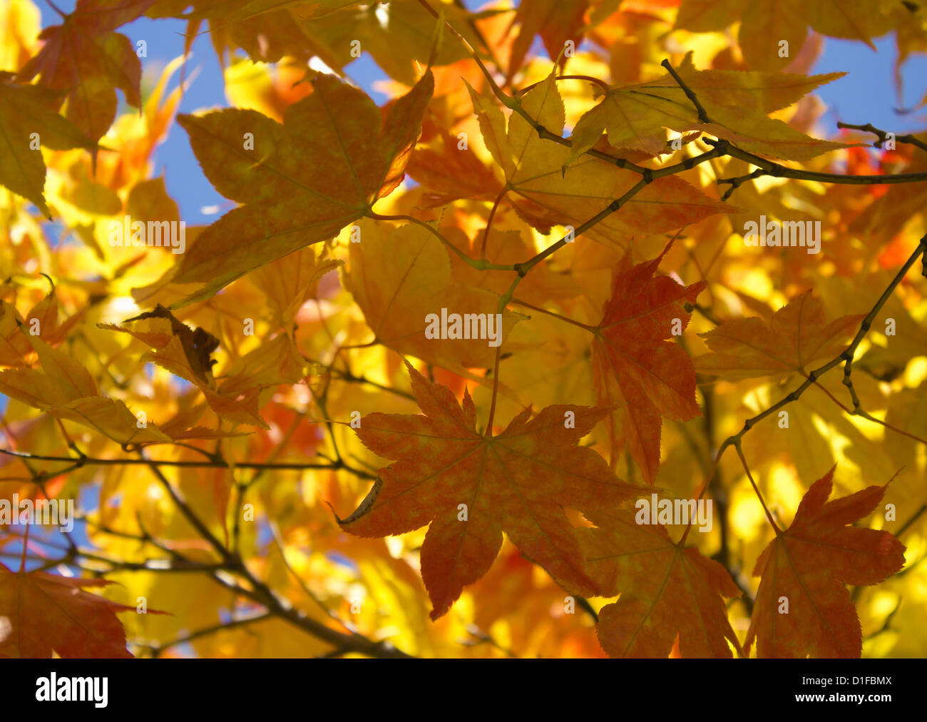 Autumn maple leaves Stock Photo - Alamy
