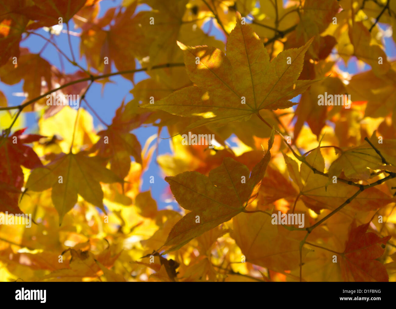 Autumn maple leaves Stock Photo - Alamy