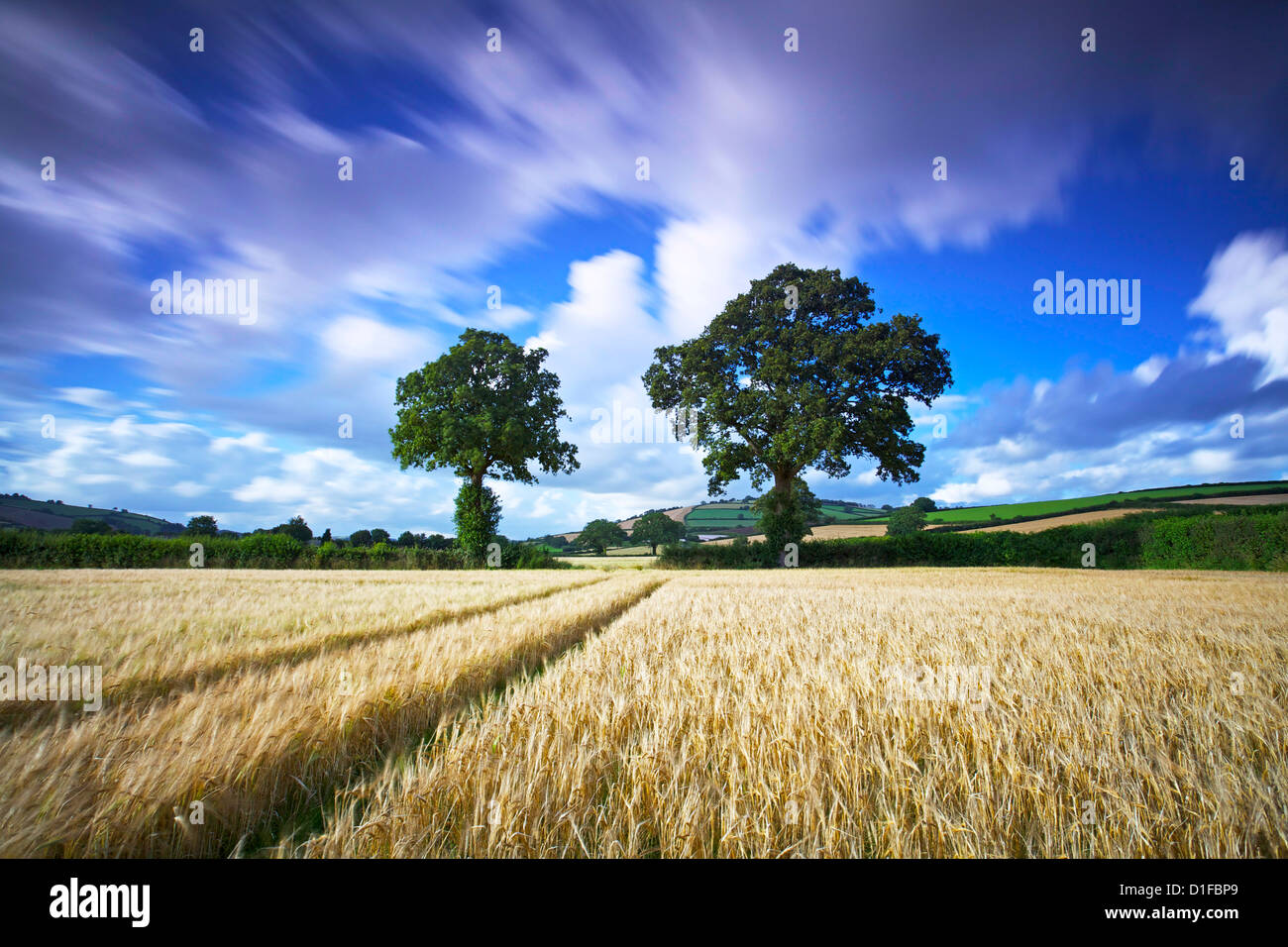 Cornfields, Exe Valley, Devon, England, United Kingdom, Europe Stock ...