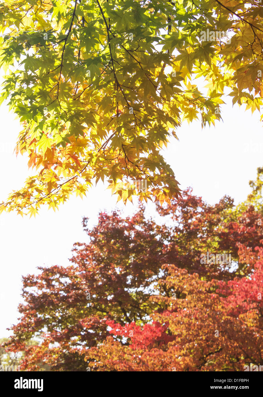 Autumn maple leaves Stock Photo - Alamy