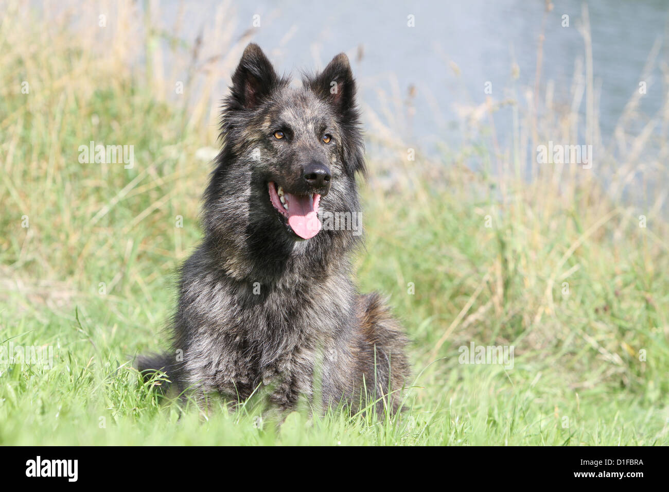 A dutch shepherd hi-res stock photography and images - Alamy