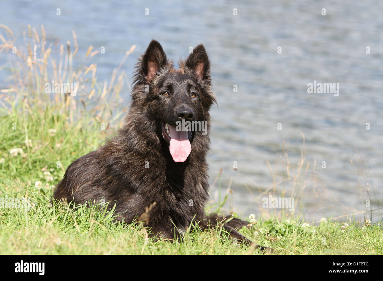 A dutch shepherd hi-res stock photography and images - Alamy
