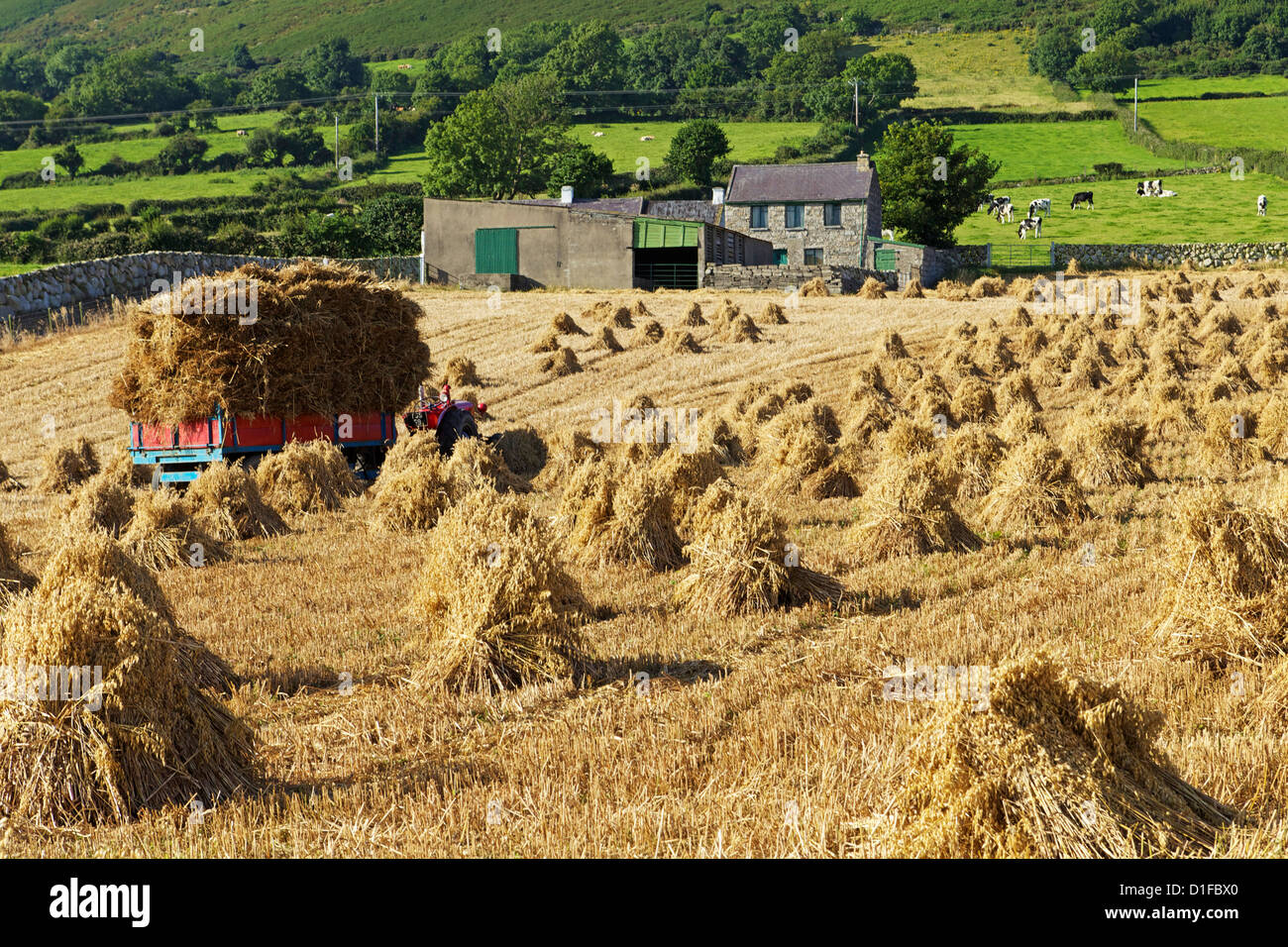 Oat stooks, Knockshee, Mourne Mountains, County Down, Ulster, Northern ...