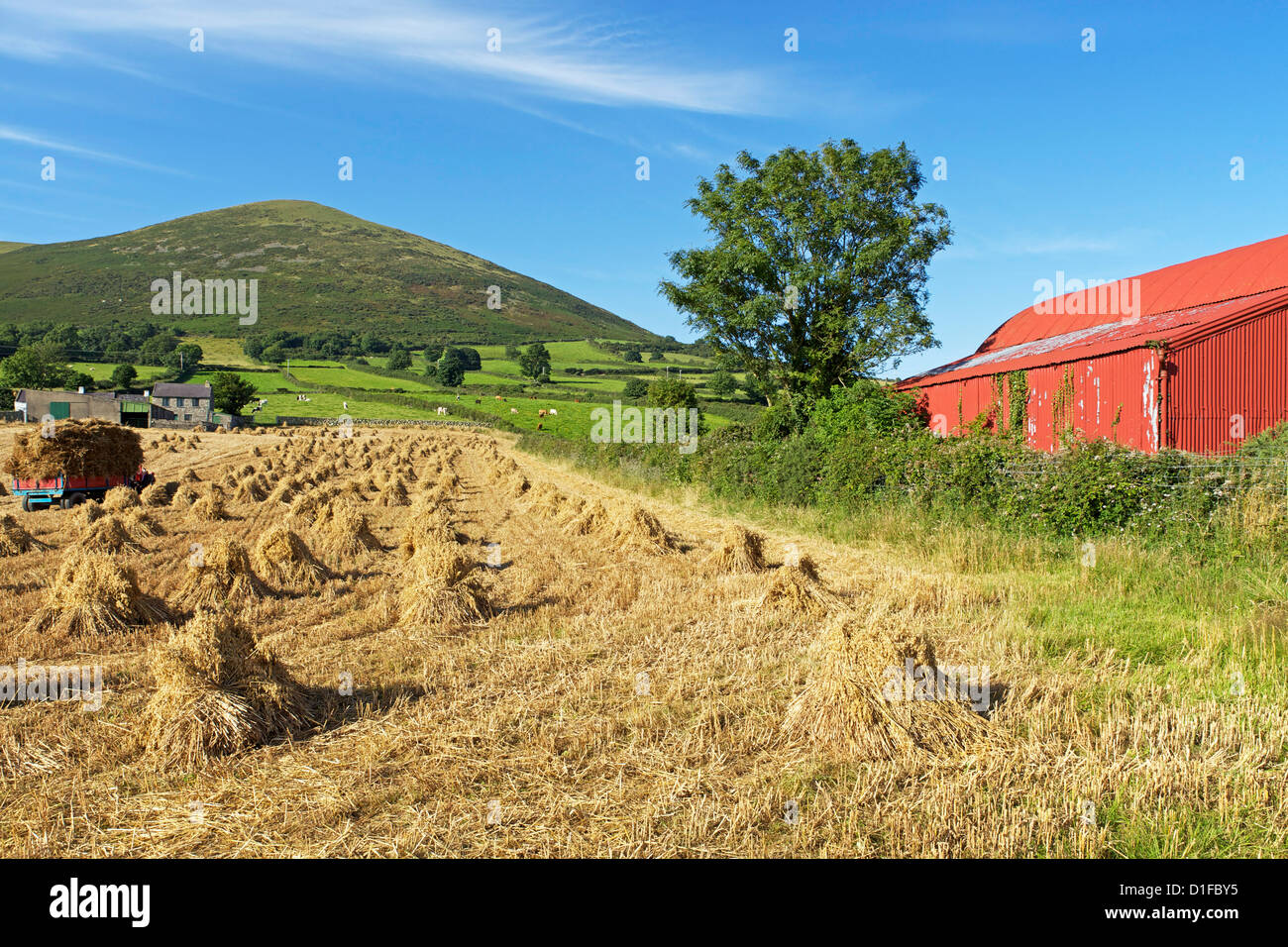 Oat stooks, Knockshee, Mourne Mountains, County Down, Ulster, Northern ...