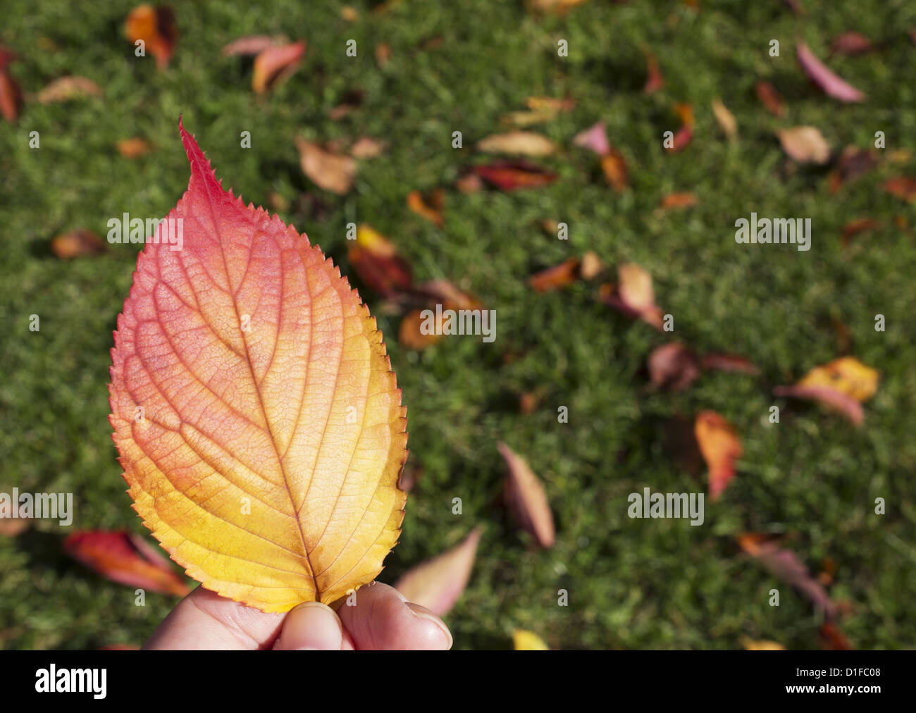 Hand holding a fallen leaf Stock Photo - Alamy