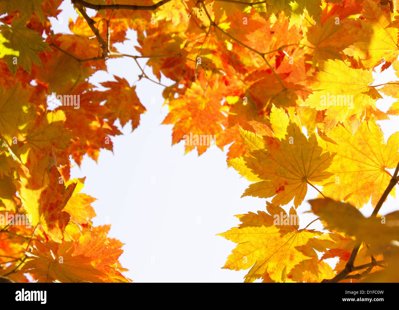 Autumn maple leaves Stock Photo - Alamy