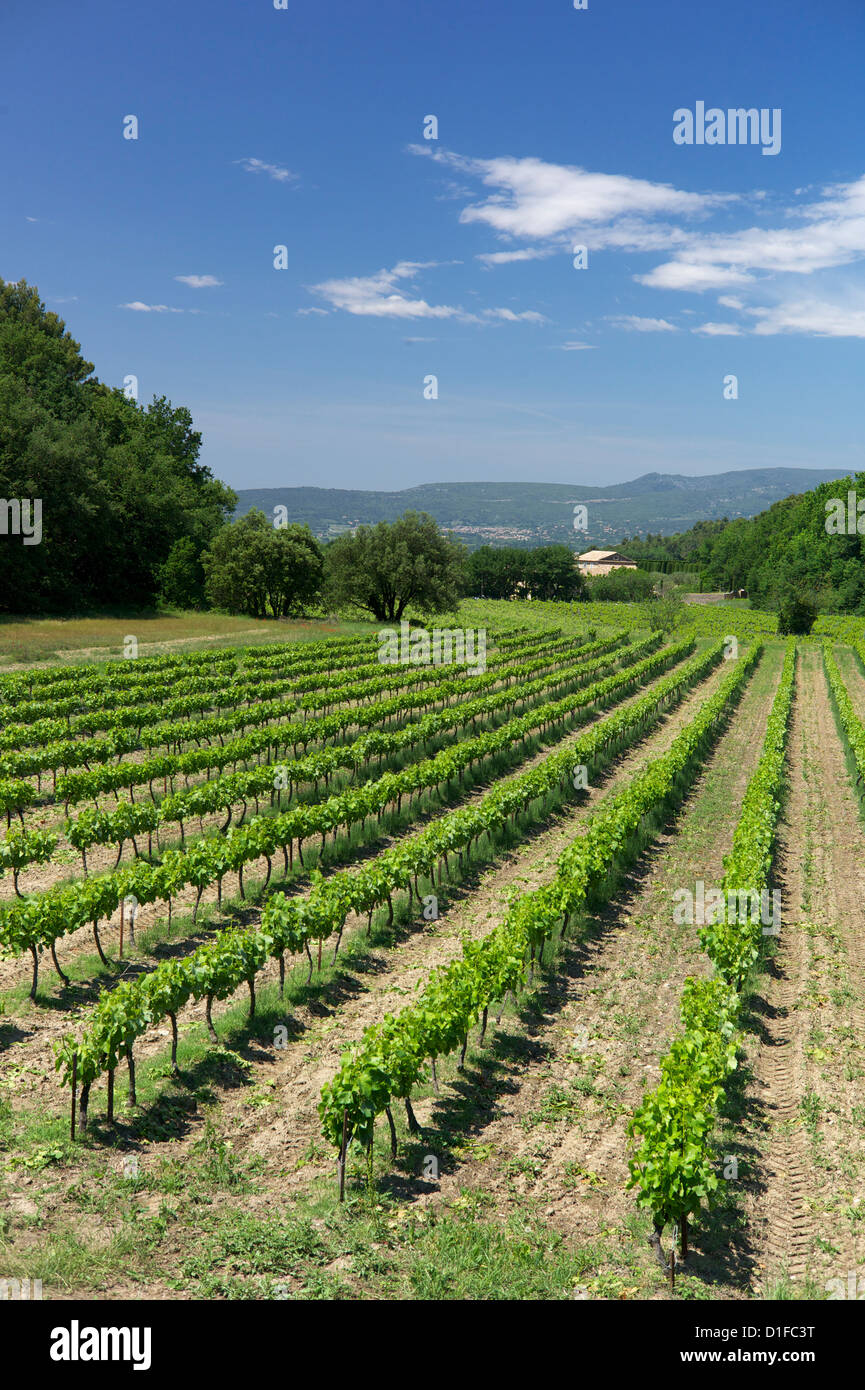 Luberon vineyard hi-res stock photography and images - Alamy
