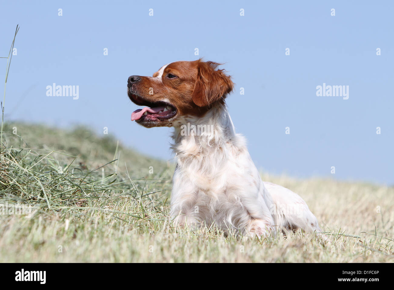 Rapporteur breton hi-res stock photography and images - Alamy