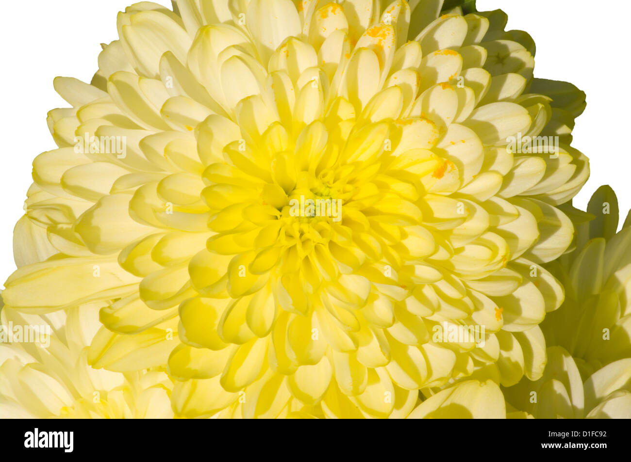 Yellow chrysanthemum flowers gardens hi-res stock photography and ...