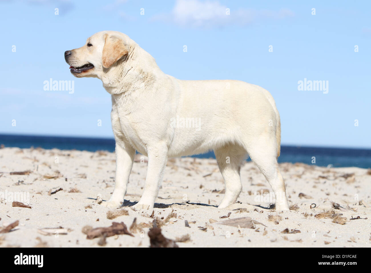 Dog Labrador retriever adult stand standing standard yellow sea beach ...
