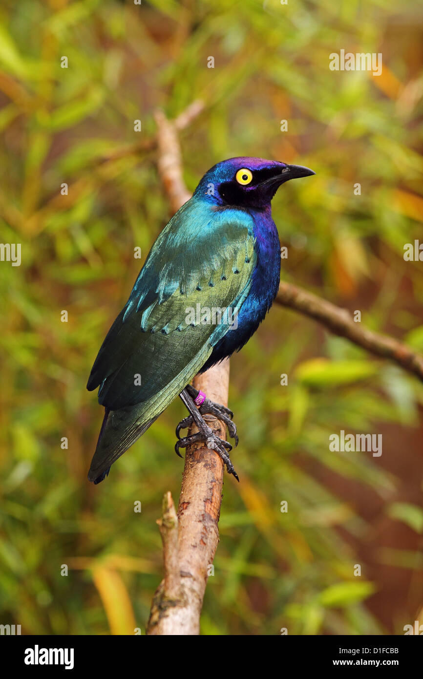 Cape Starling (Lamprotornis nitens) a species of starling, South Africa ...