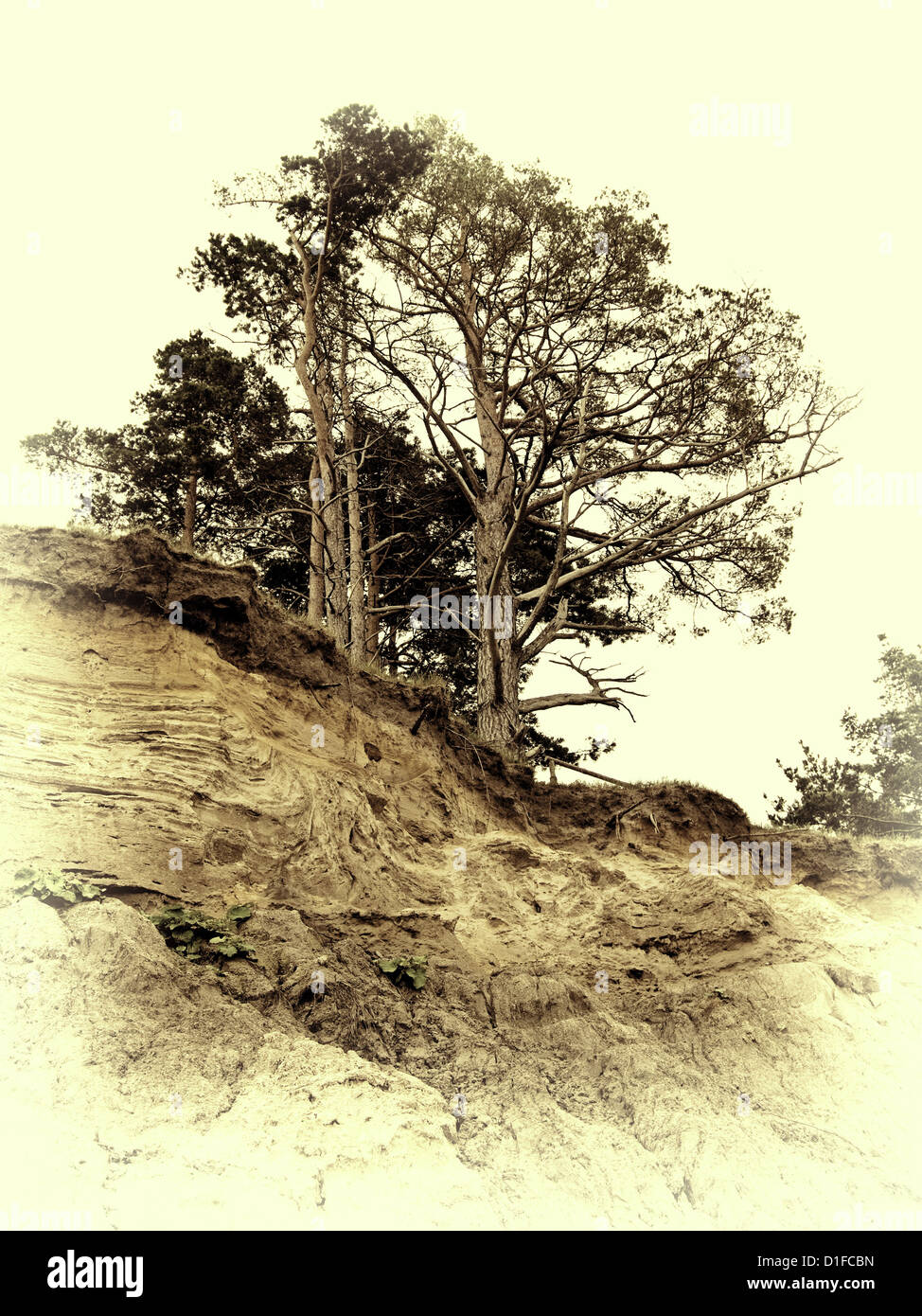 Vintage photo of pine trees growing on the top of a steep cliff Stock ...