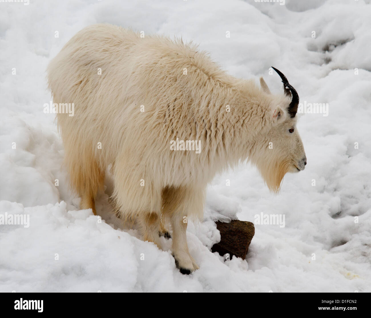 Goat species hi-res stock photography and images - Alamy