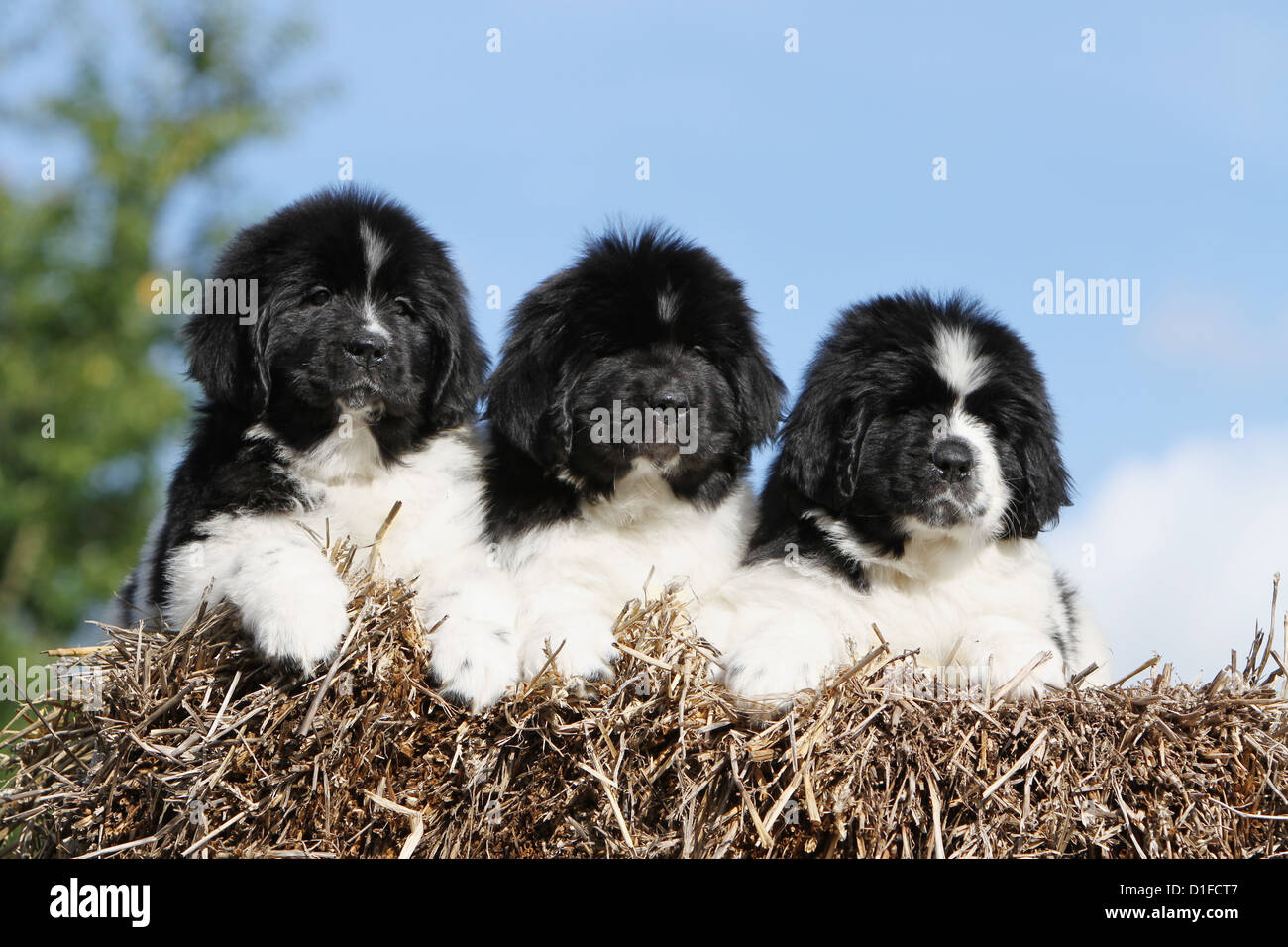 On straw newfoundlander terre neuve molosse animal pet dogs hi-res ...