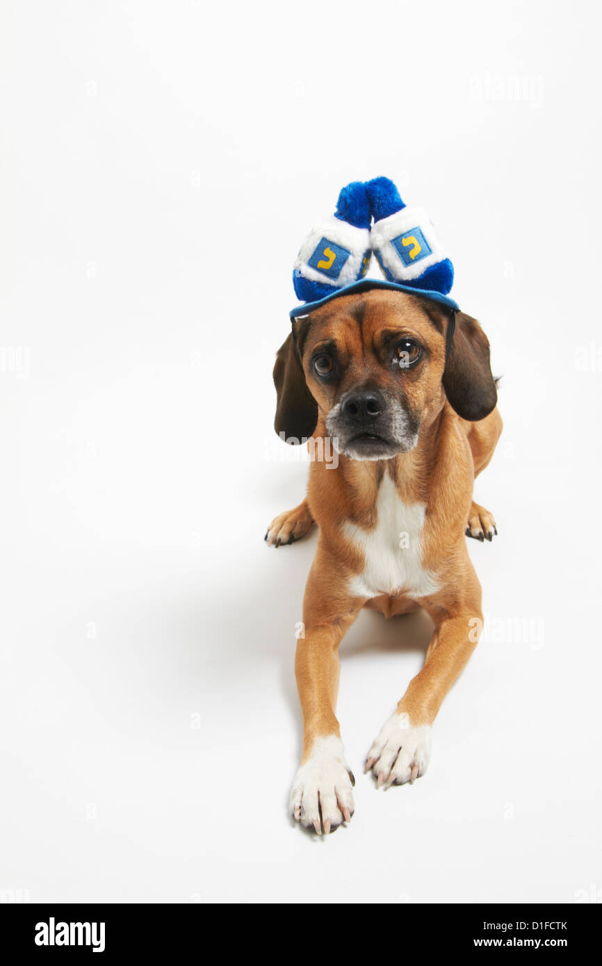 Puggle in Hanukkah hat Stock Photo - Alamy
