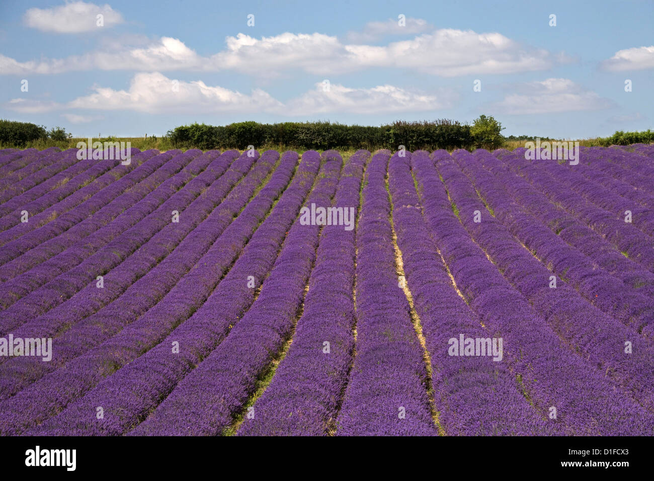 Lavender field, Lordington Lavender Farm, Lordington, West Sussex ...
