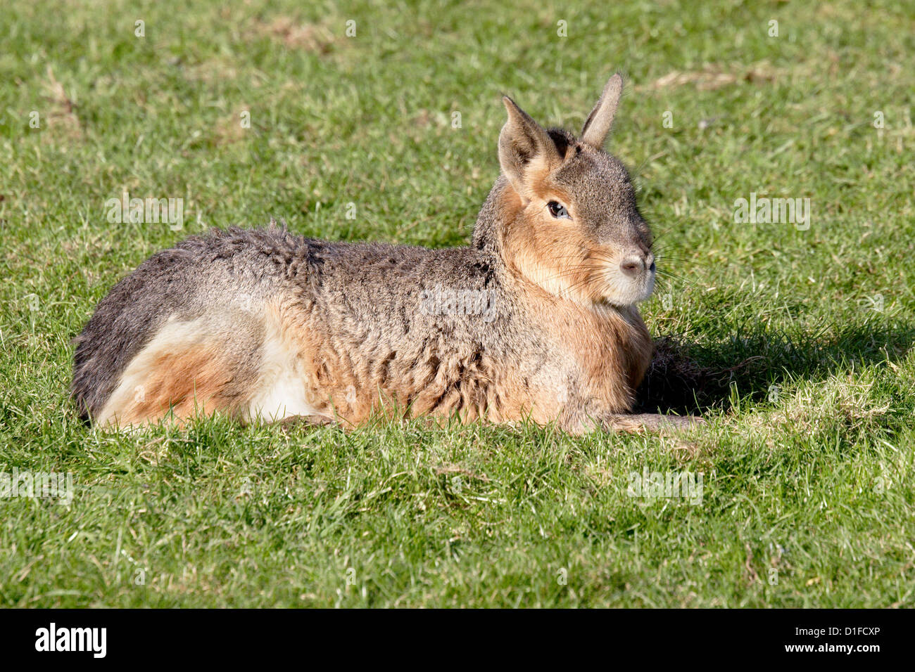 Mara (dolichotis patagonum Stock Photo - Alamy