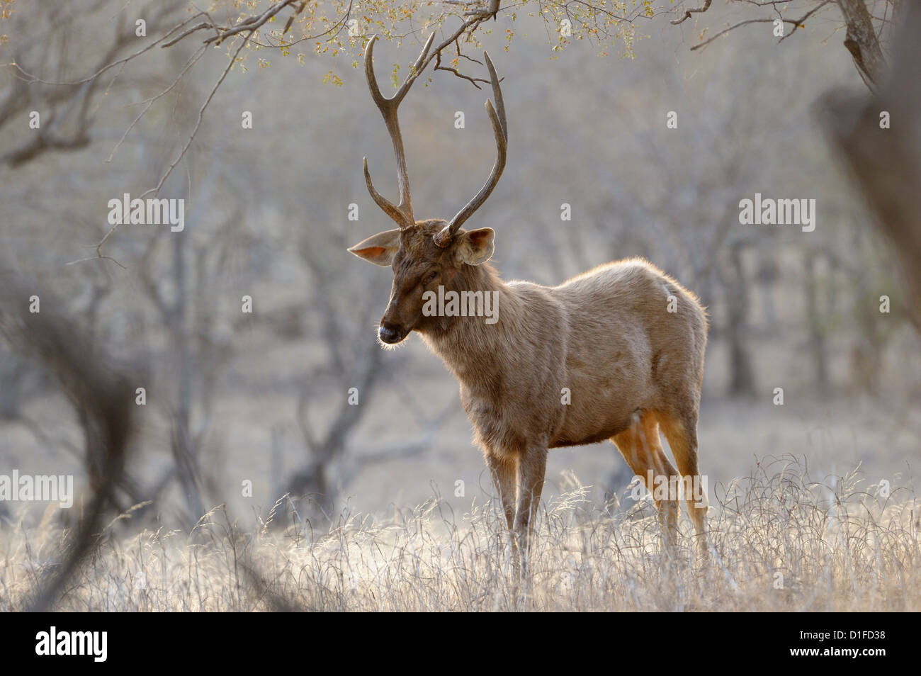 Wild sambar deer cervus hi-res stock photography and images - Alamy