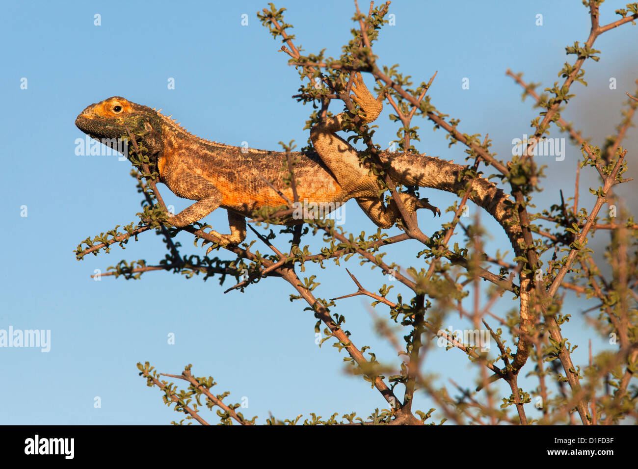 Aculeata hi-res stock photography and images - Alamy