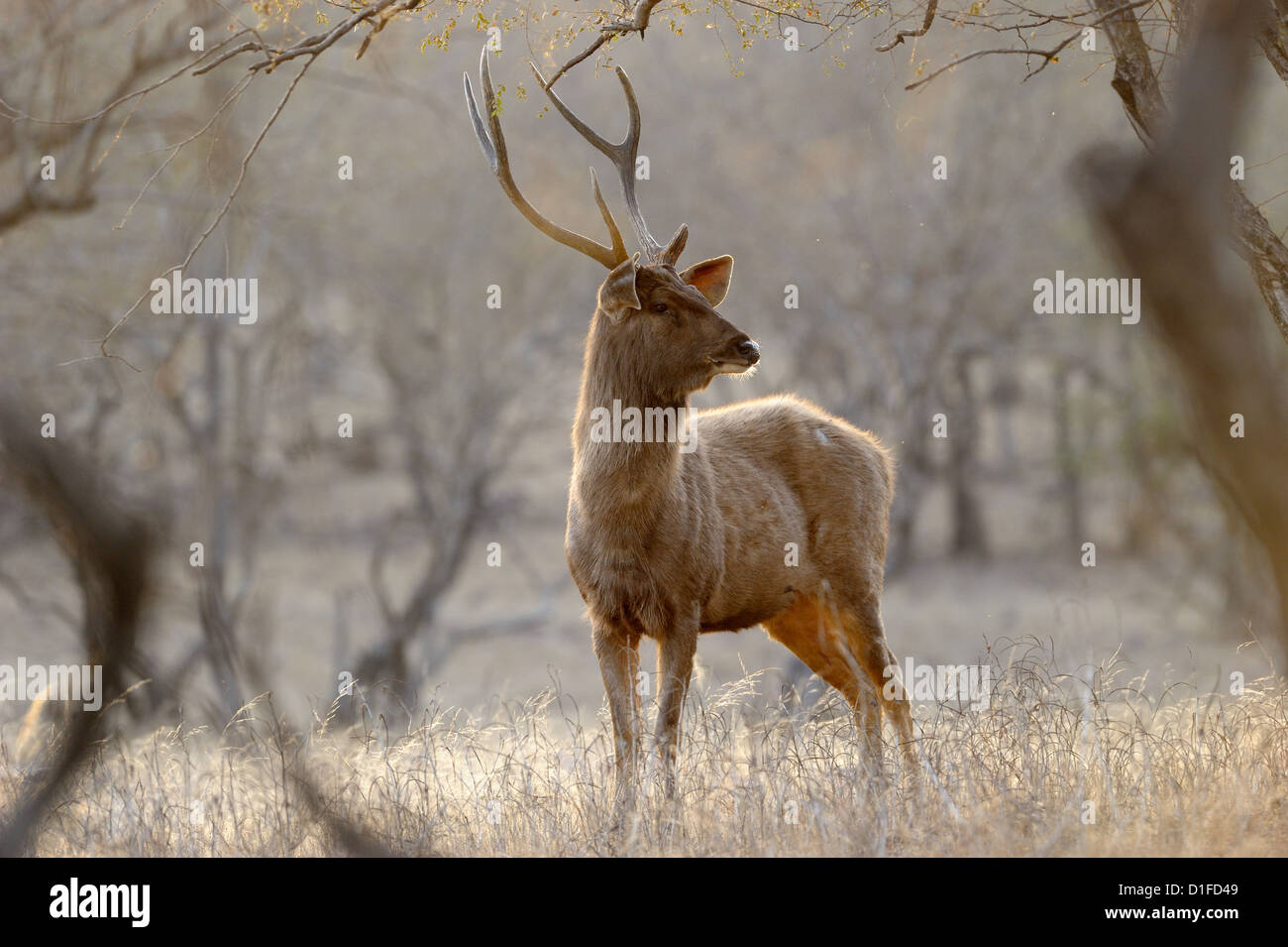 Sambar Deer scratching his antlers at tree Stock Photo - Alamy